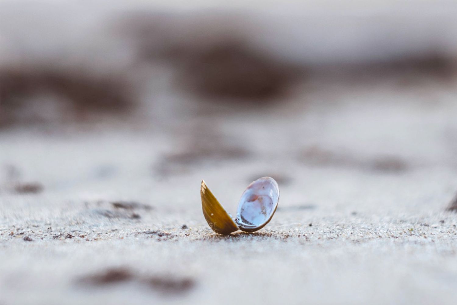 Endangered Clams