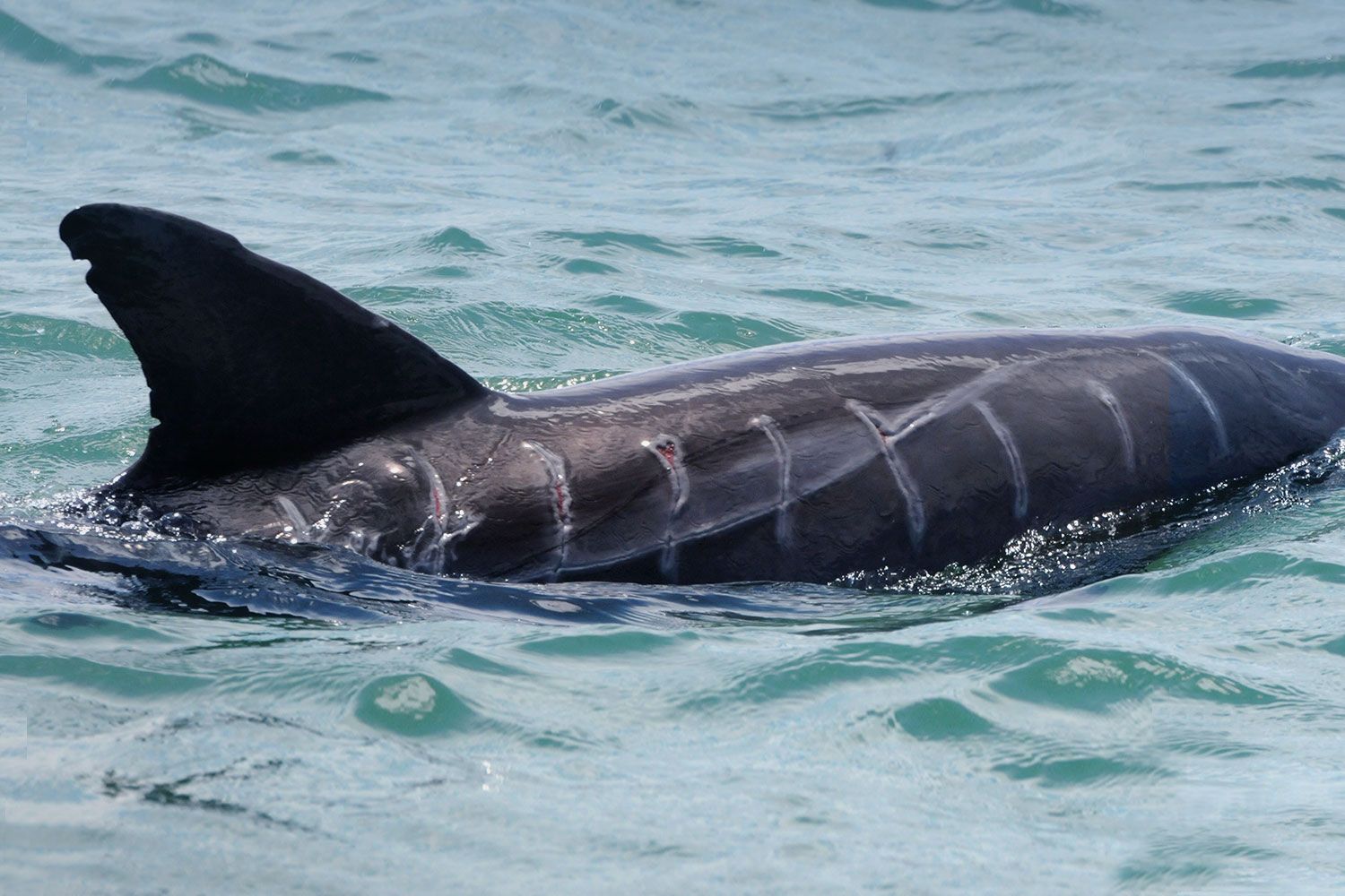 Vessel collisions with marine animals