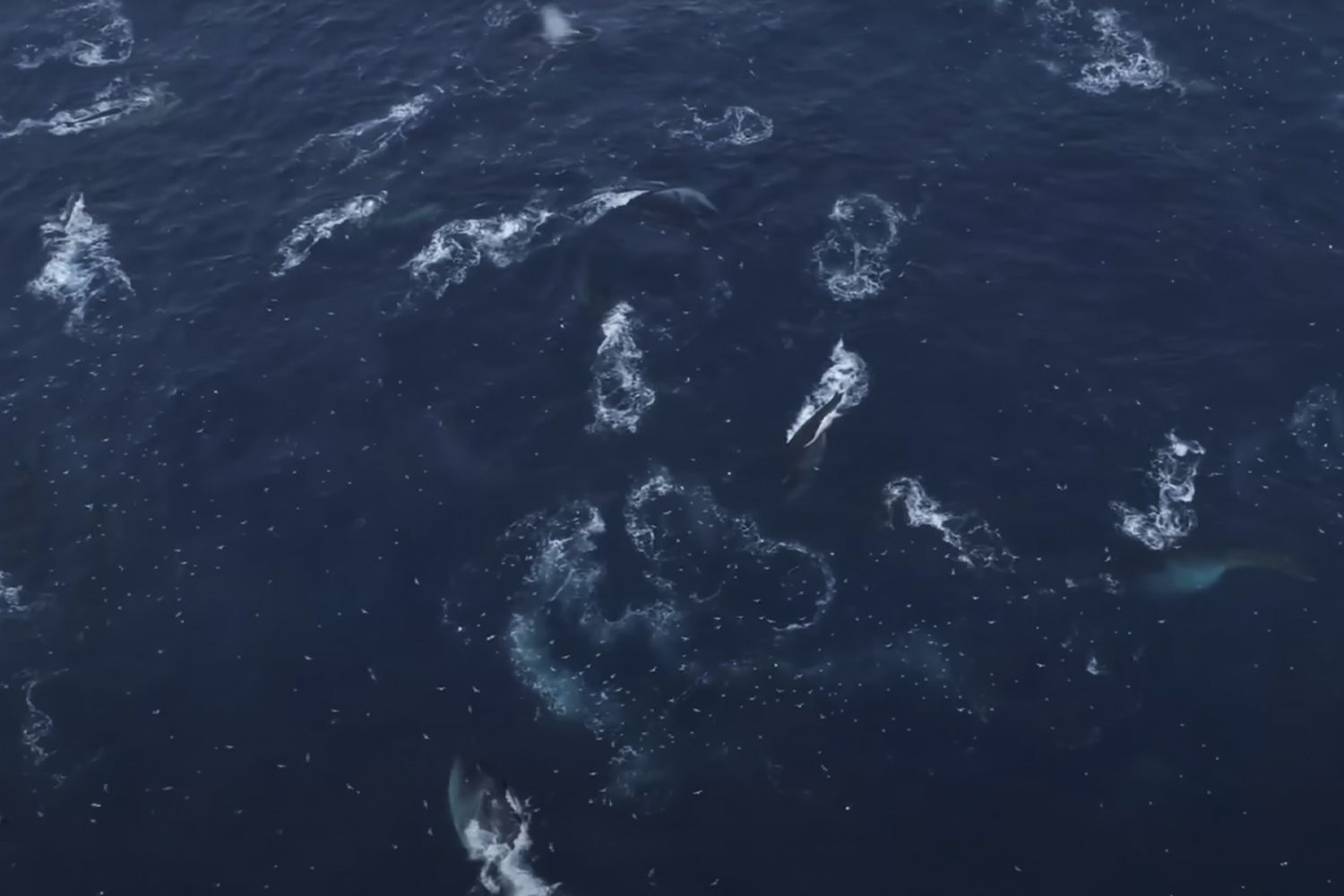 Sparking hope of recovery: fin whales filmed feeding in Antarctica